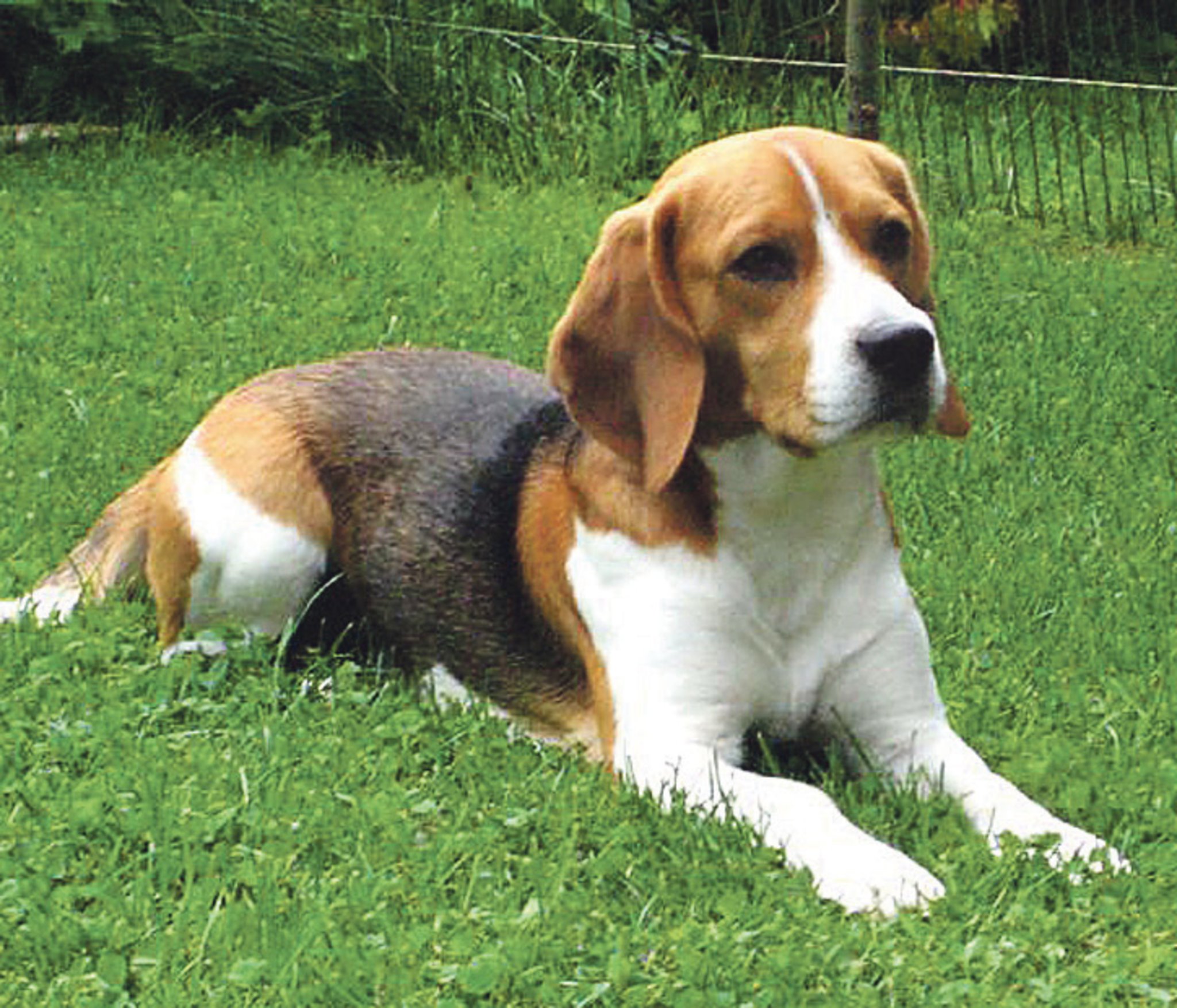 Wählen Sie jetzt den Hund des Jahres - Gevelsberg