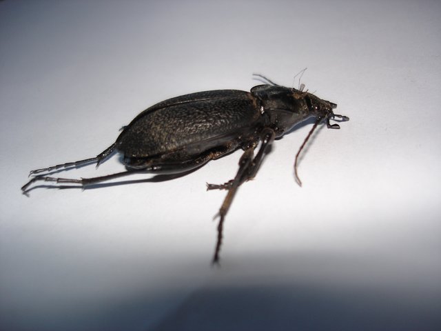 Lederlaufkäfer - Carabus coriaceus (LINNAEUS, 1758) - Gevelsberg