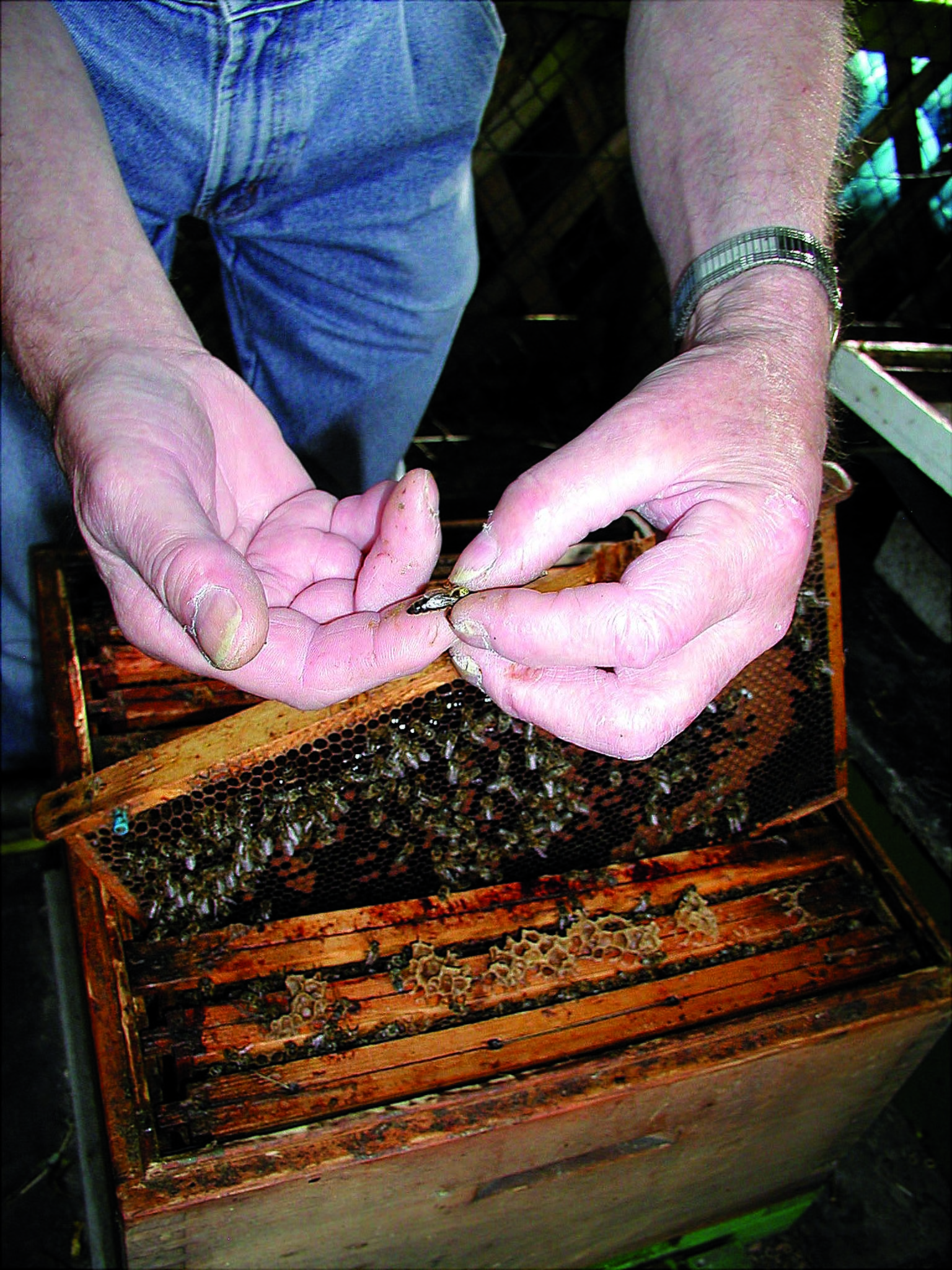 „Fleißig, tapfer, treu“ - Datteln