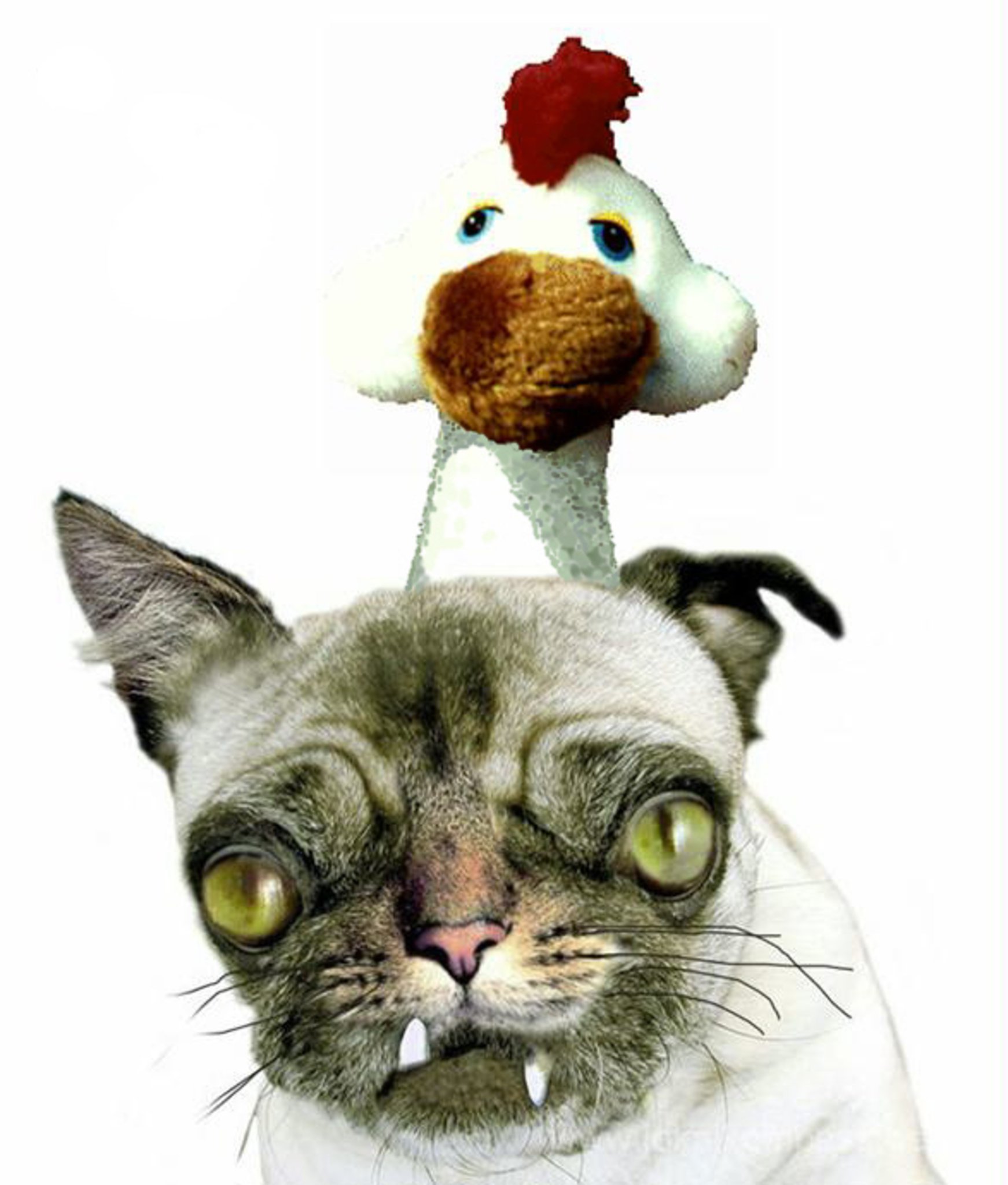 Hutze abgeschossen - tot: Bislang letztes Bild von Hutze mit mir ...