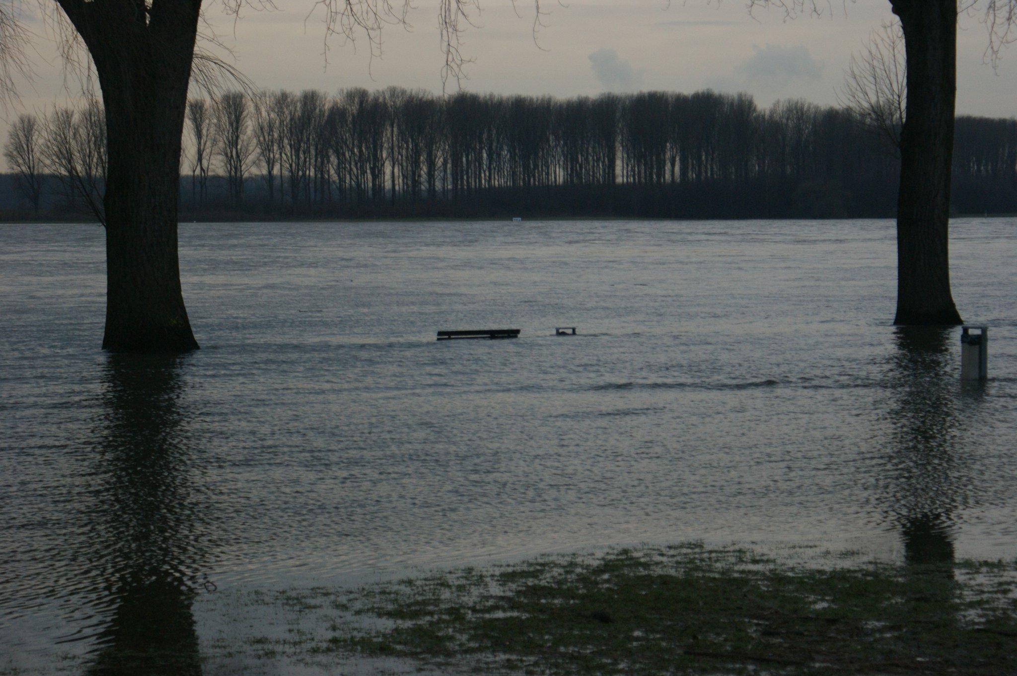 Hochwasser am Rhein in Hitdorf - Langenfeld (Rheinland)