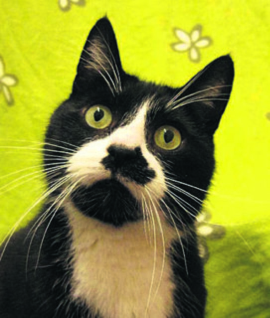 Picco und Louis sind ein Dream-Team! - Essen-Ruhr