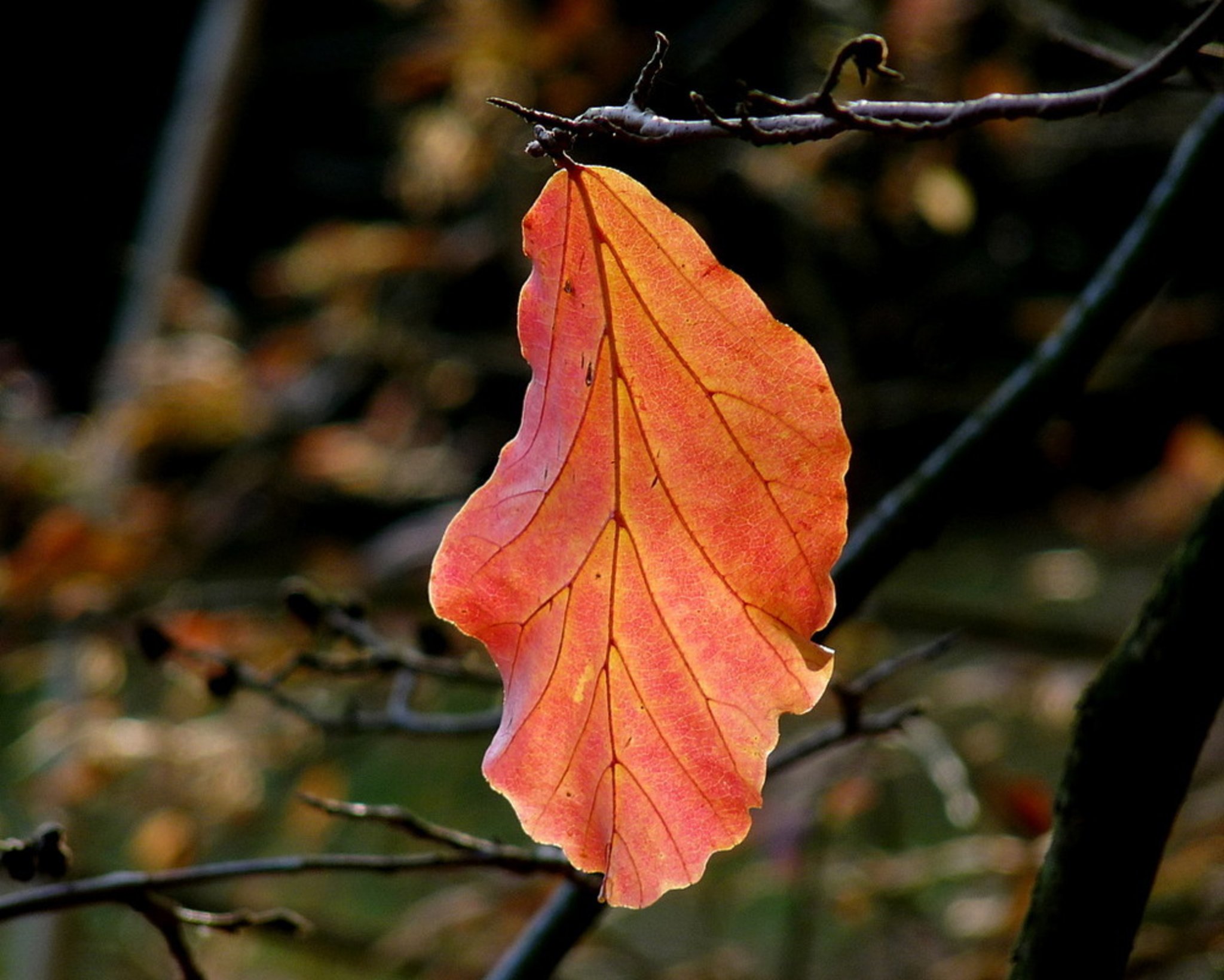 Zwei Blätter am Ast - Essen-Steele
