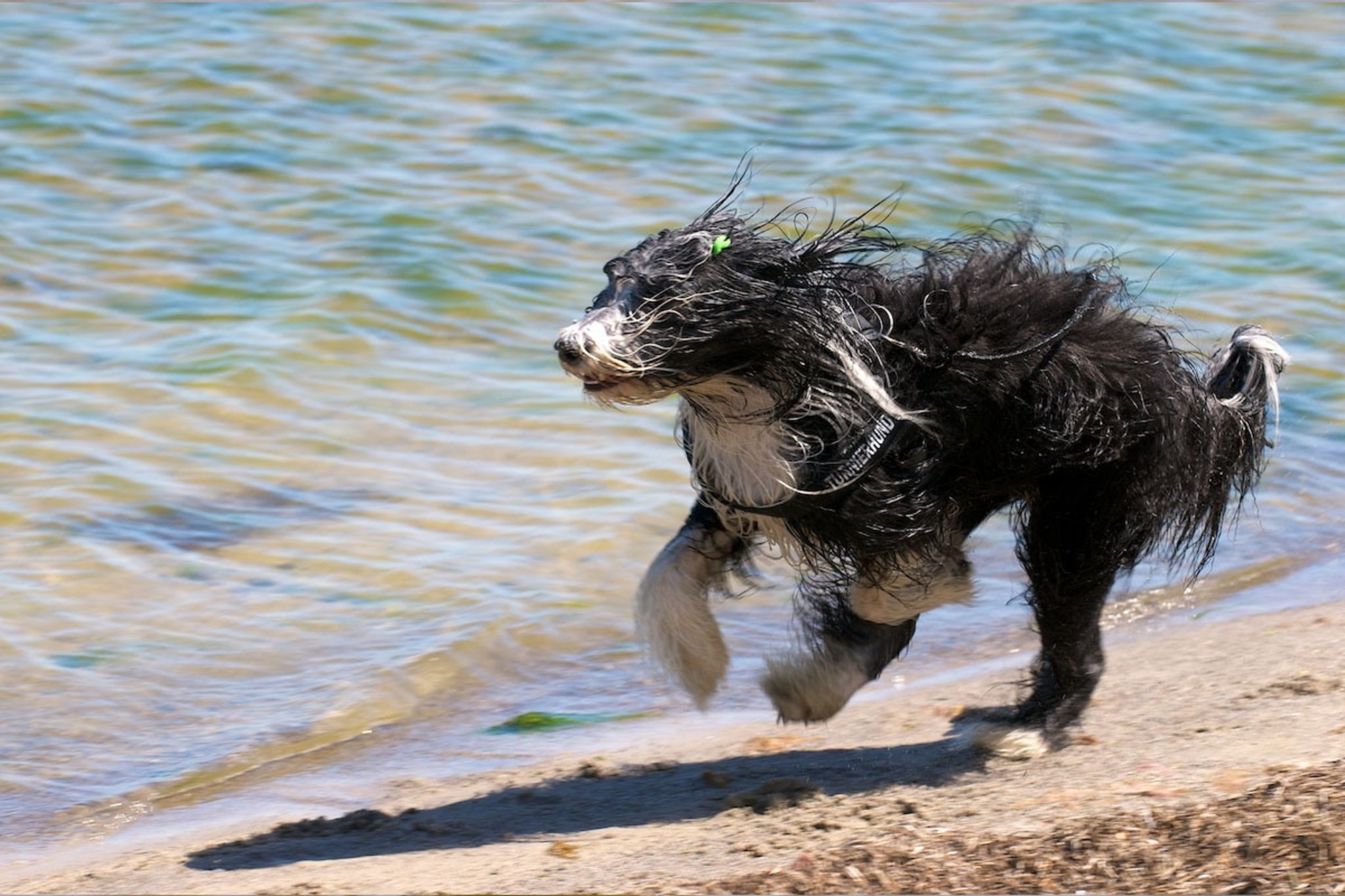 Bearded-Collie-Dame Velvet macht das (Hunde-)Rennen - Mülheim an der Ruhr