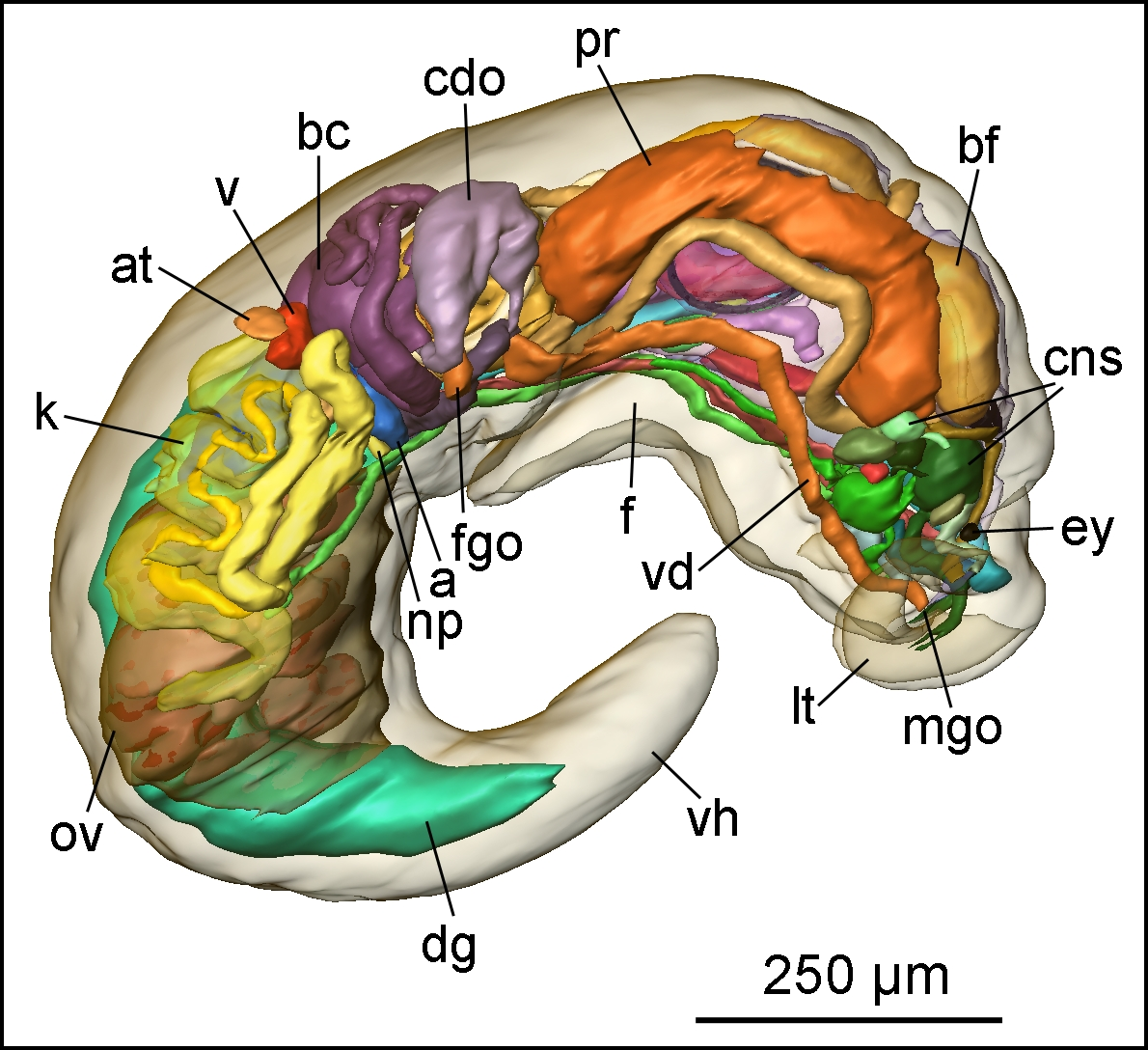 Kleine Schleimer auf der Kriechspur: Große und Spanische Wegschnecken ...