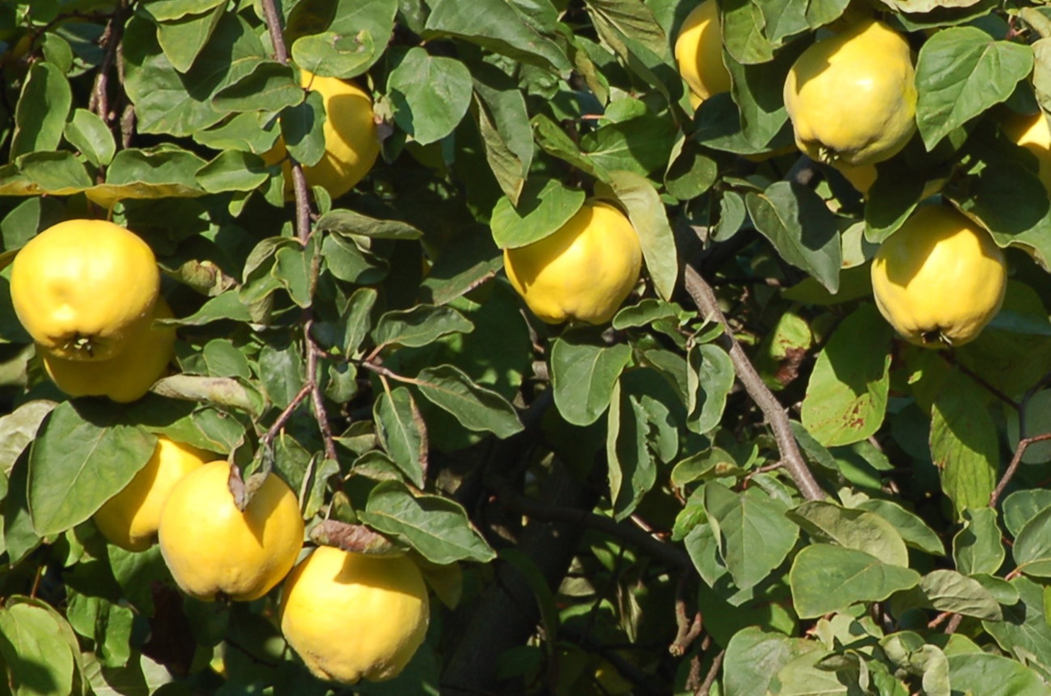 Quitten, Früchte mit Migrationshintergrund - Monheim am Rhein