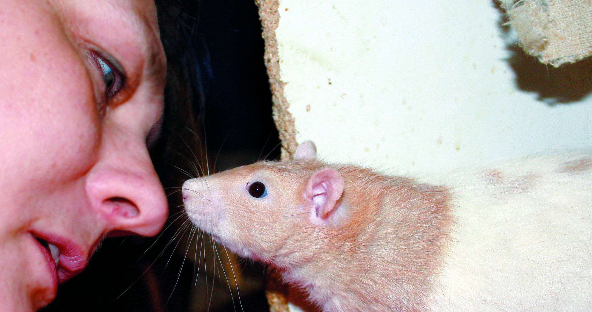Kleines Tier, große Liebe - Ratten als Haustiere - Hagen