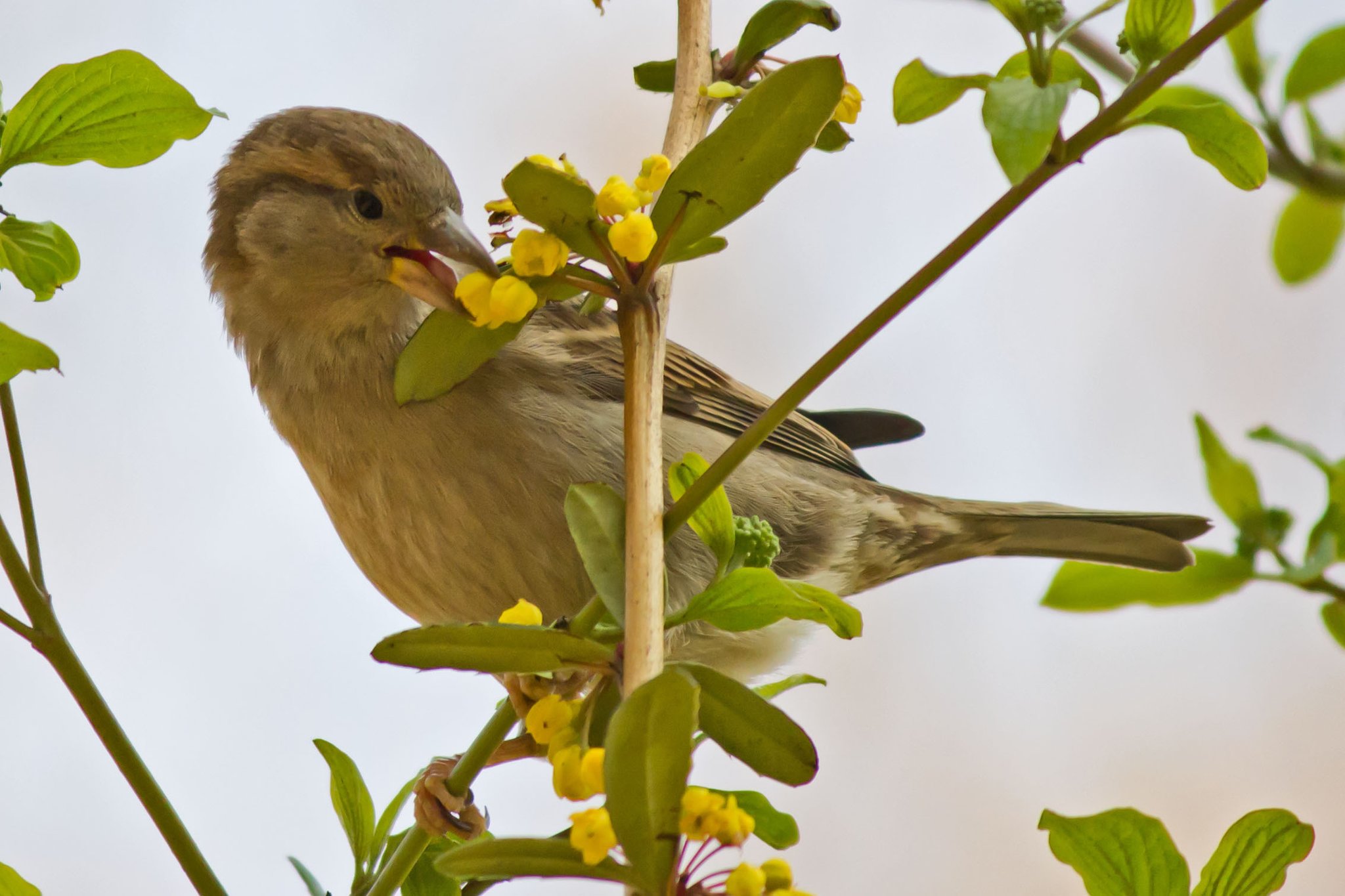 Der Haussperling - Vogel des Jahres 2002 - Velbert-Langenberg