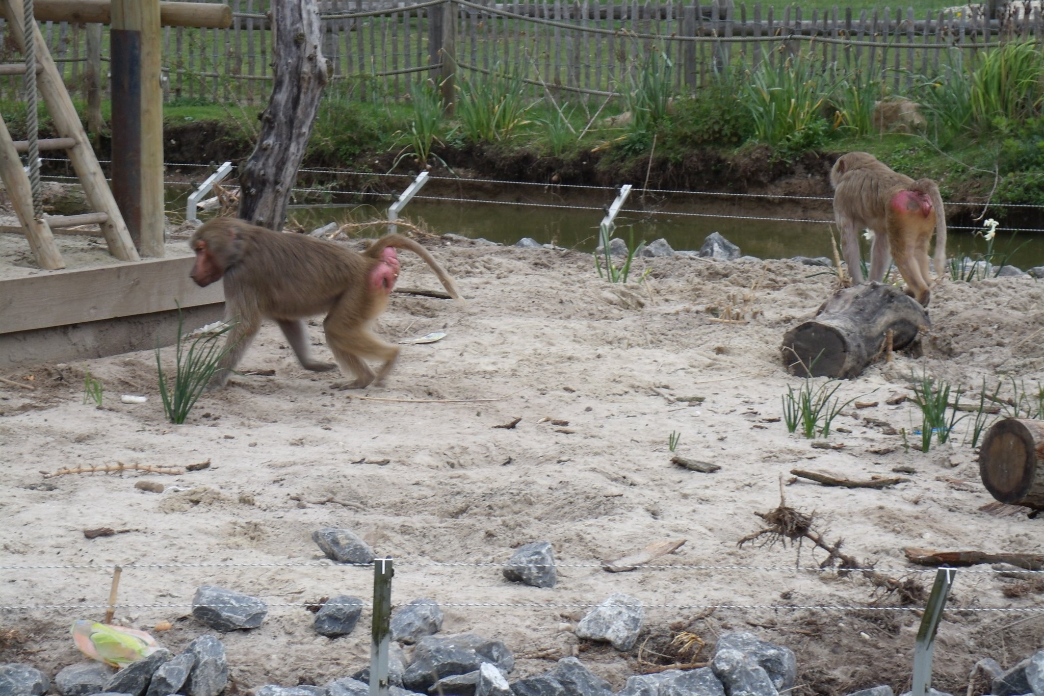 Wieso heisst das eigentlich "Affenschande"? - Wesel