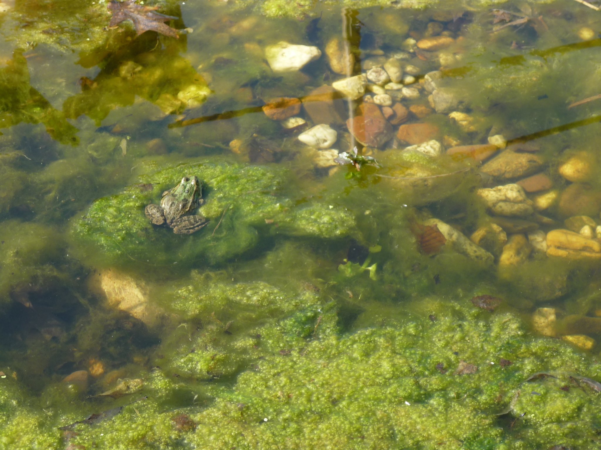 Den kleinen Frosch im Teich möchte man immerzu so liebevoll betrachten ...