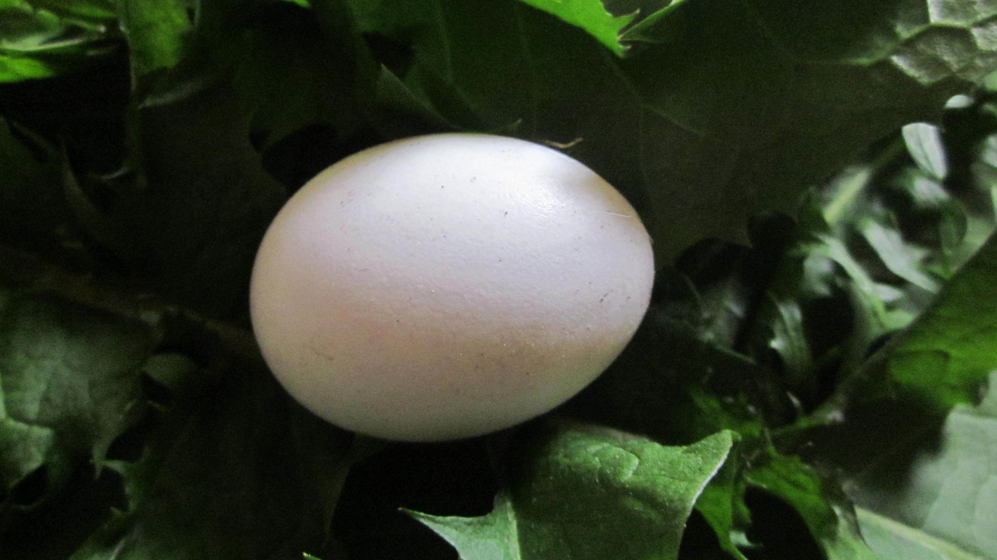 Taubeneiverwertung mal anders ! - Alpen