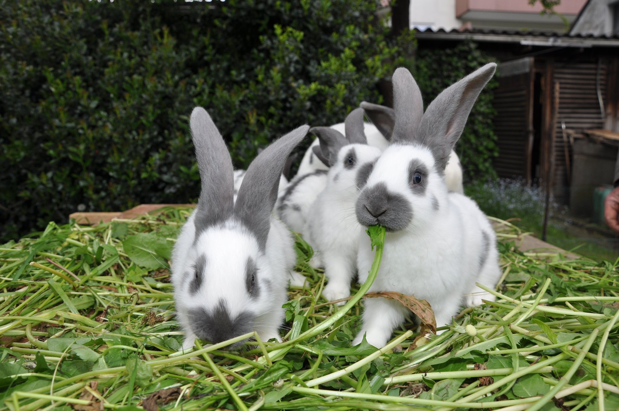 Mini-Rammler sind da - Essen-Süd