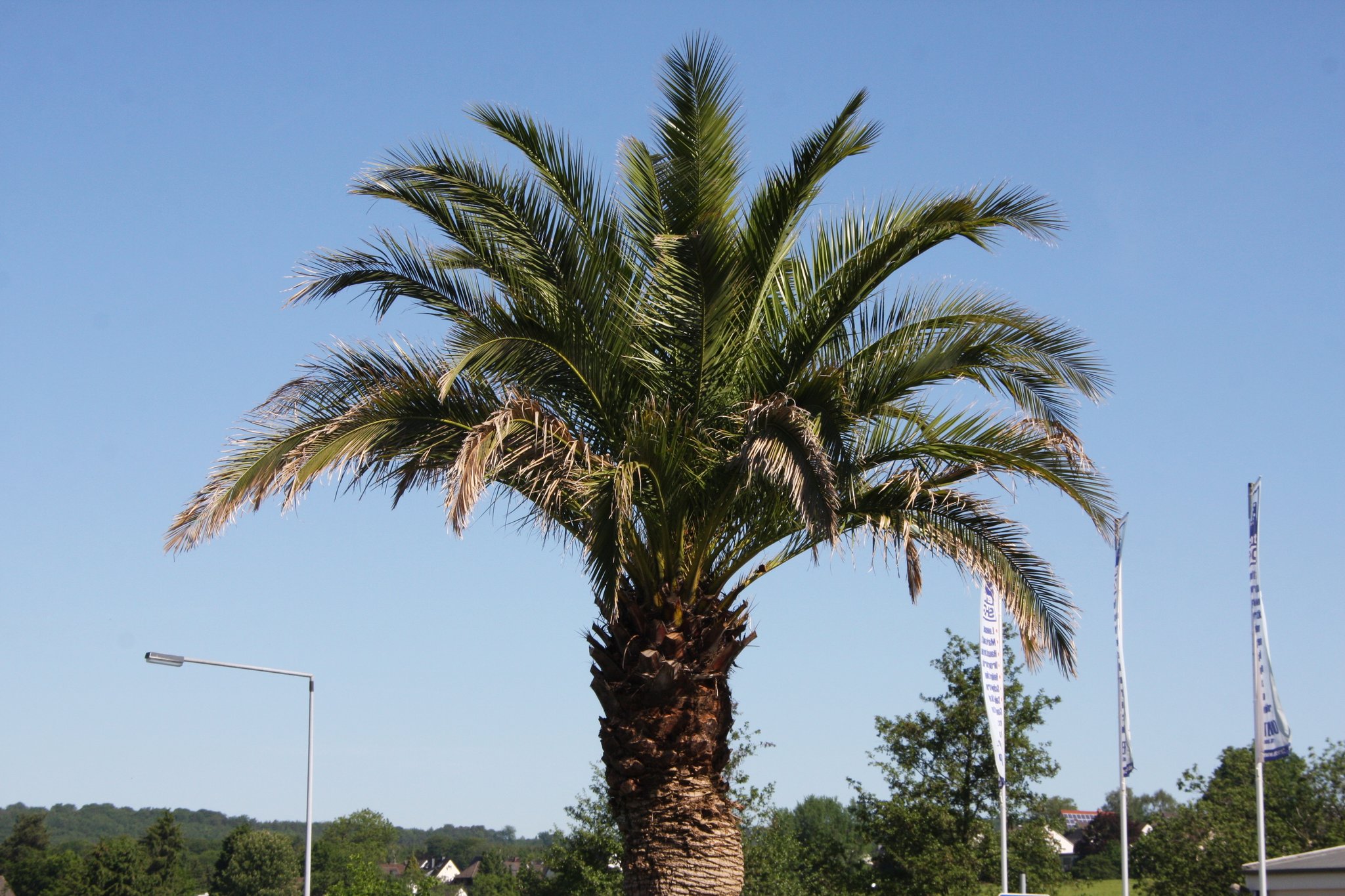 Mendener Palme schmückt Kreisel in Lendringsen - Menden (Sauerland)