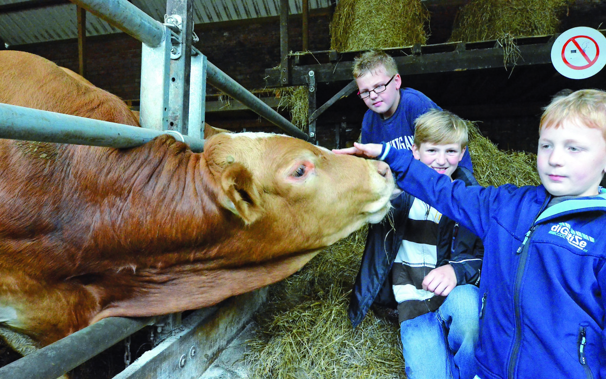 Bullen hautnah erleben - Velbert