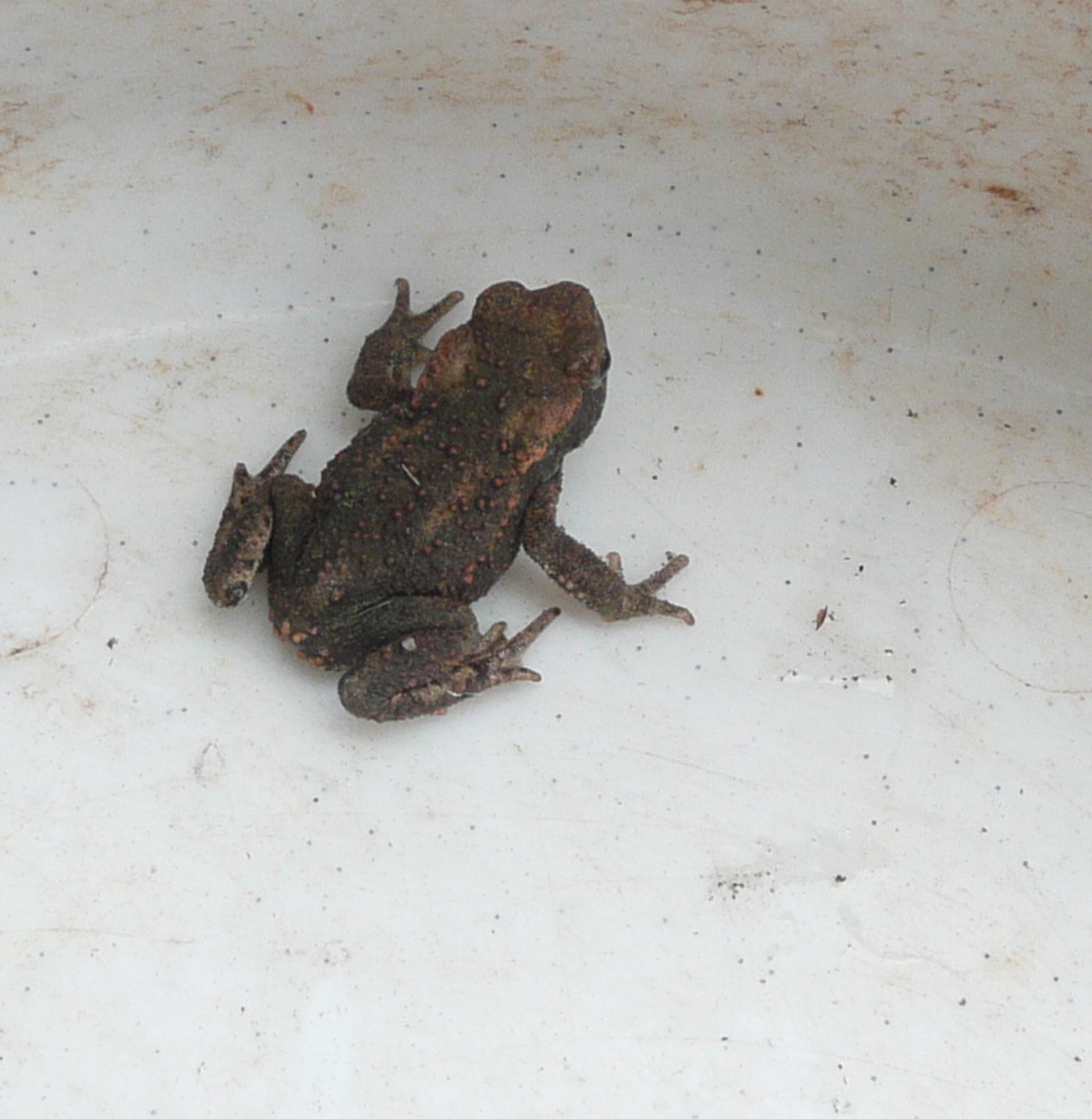 Frosch oder Kröte ??? - Fröndenberg/Ruhr