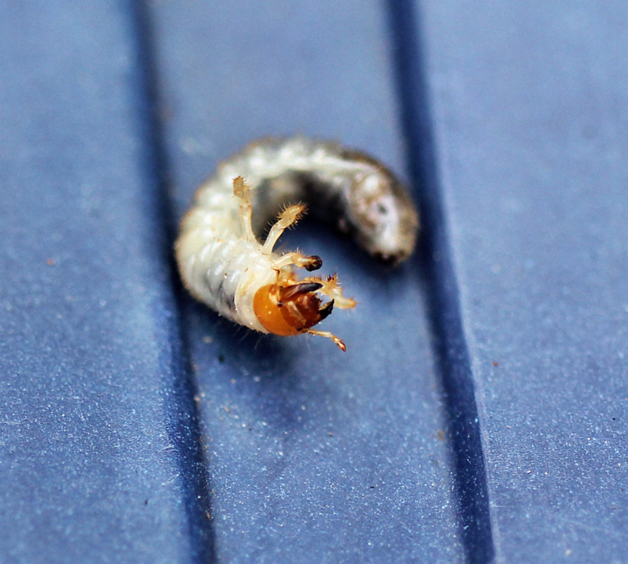 Maikäferlarve - Castrop-Rauxel