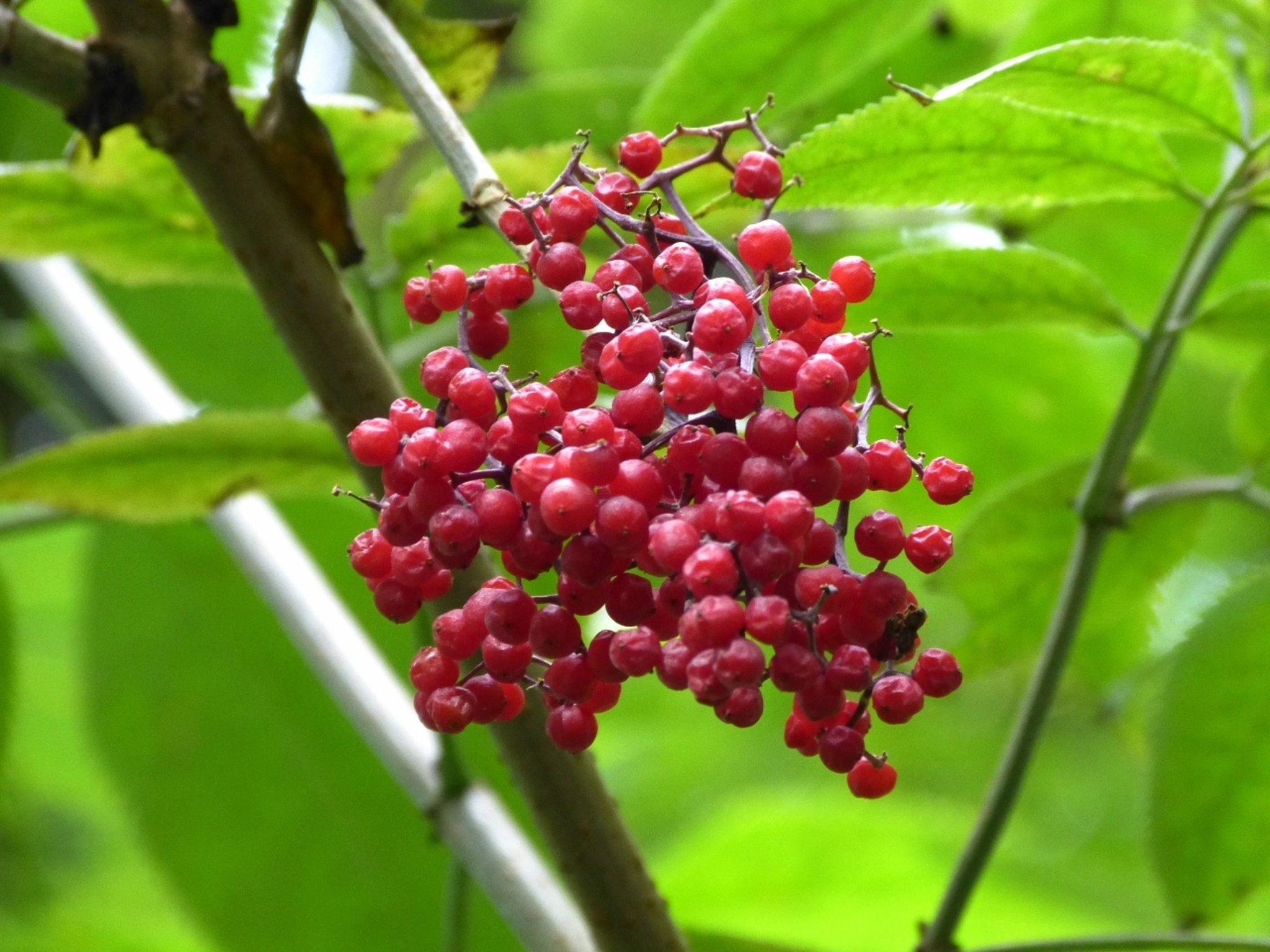 ENDLICH: Roter Holunder (Sambucus racemosa) - Unna