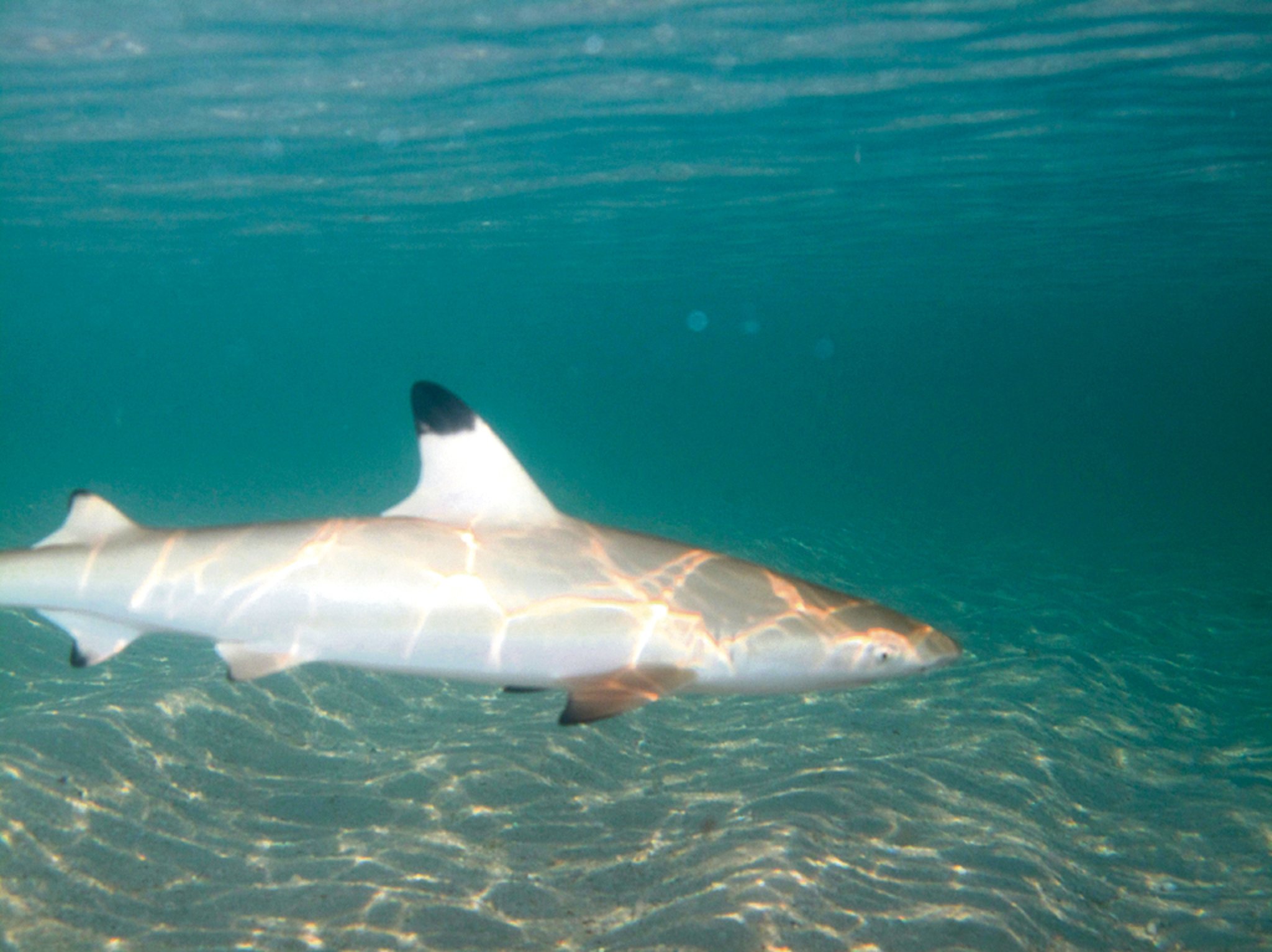 Auge in Auge mit einem Hai - Lünen