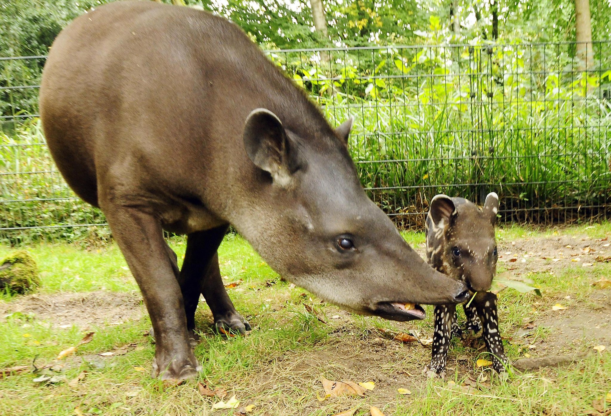 Kleiner Tapir taspt durchs Gehege - Dortmund-City