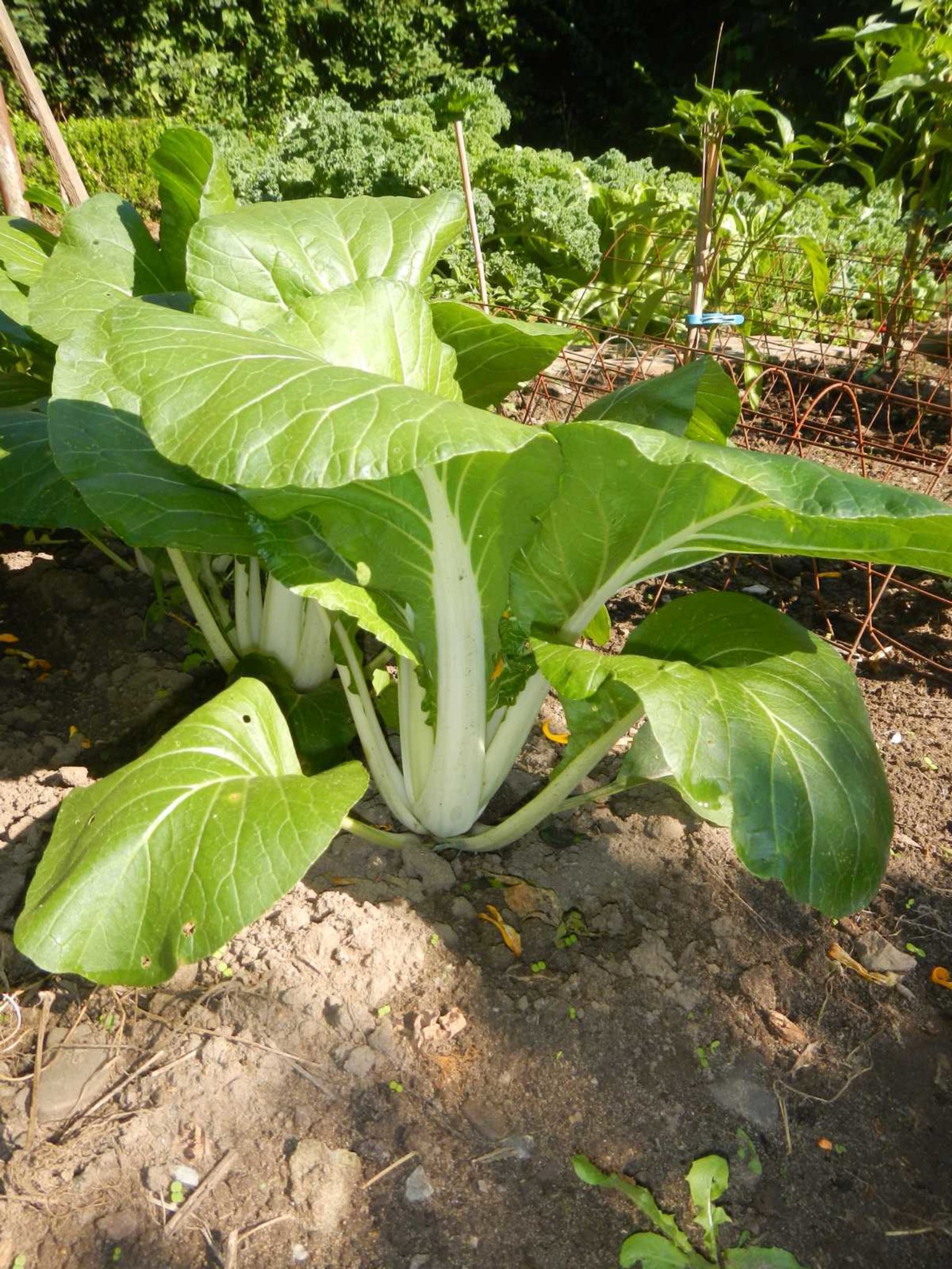 Pac Choy - Langenfeld (Rheinland)