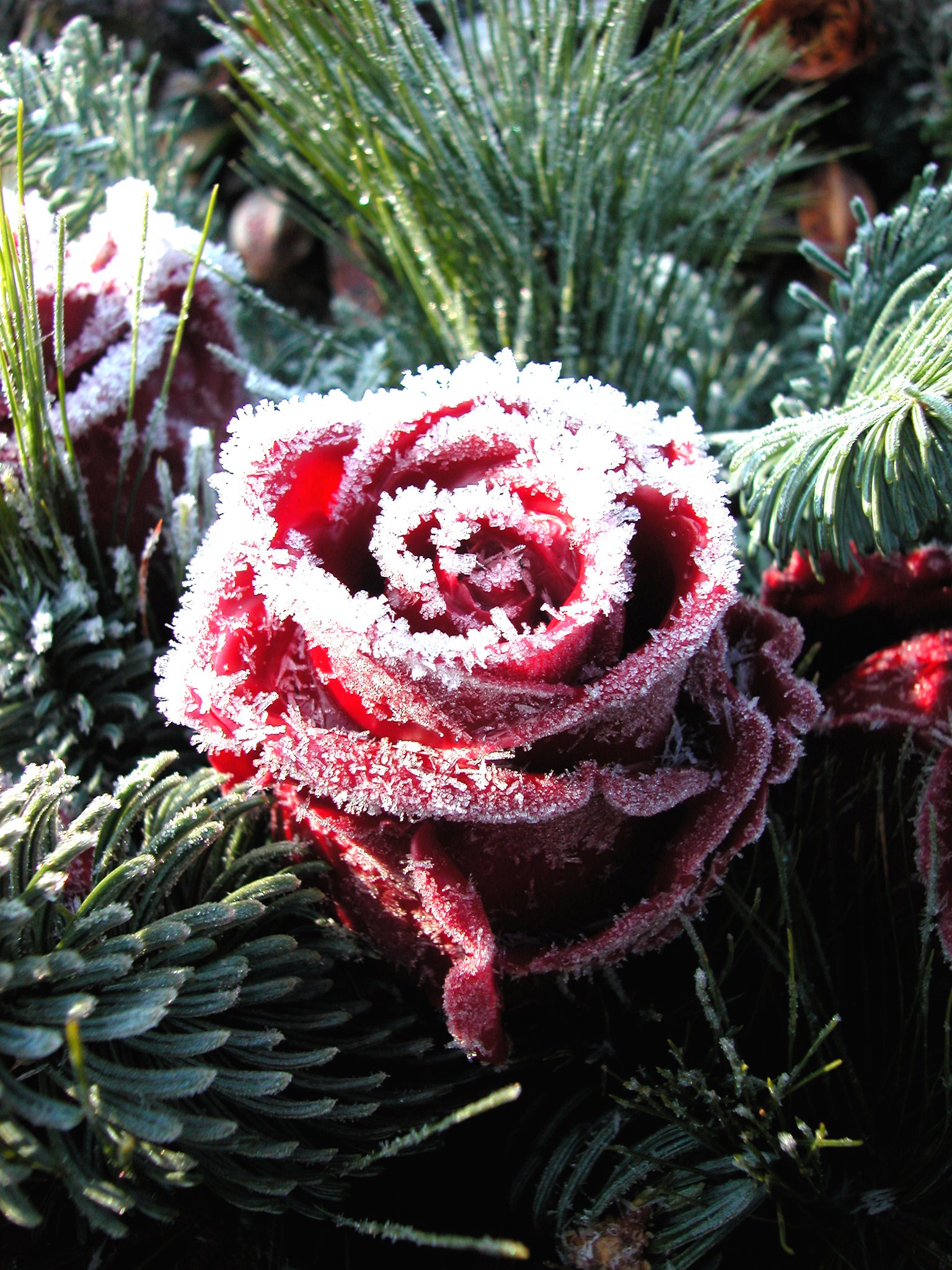 Abschied von Liesa Schulte - Kamen