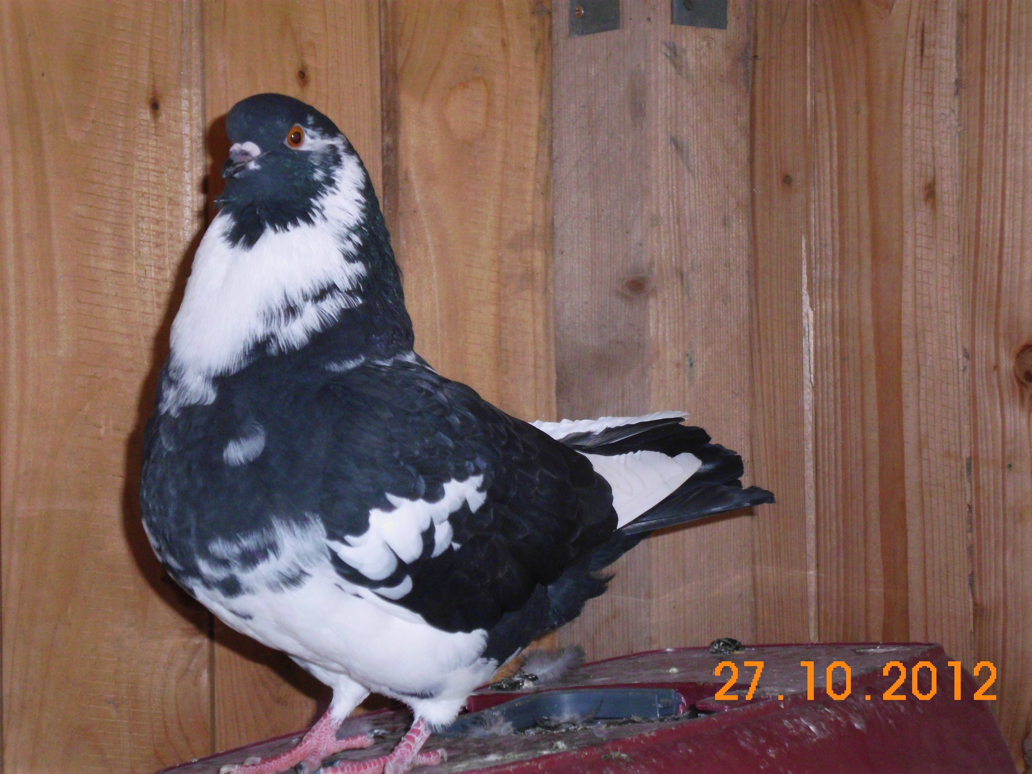 Tauben auf Heimatsuche - Castrop-Rauxel