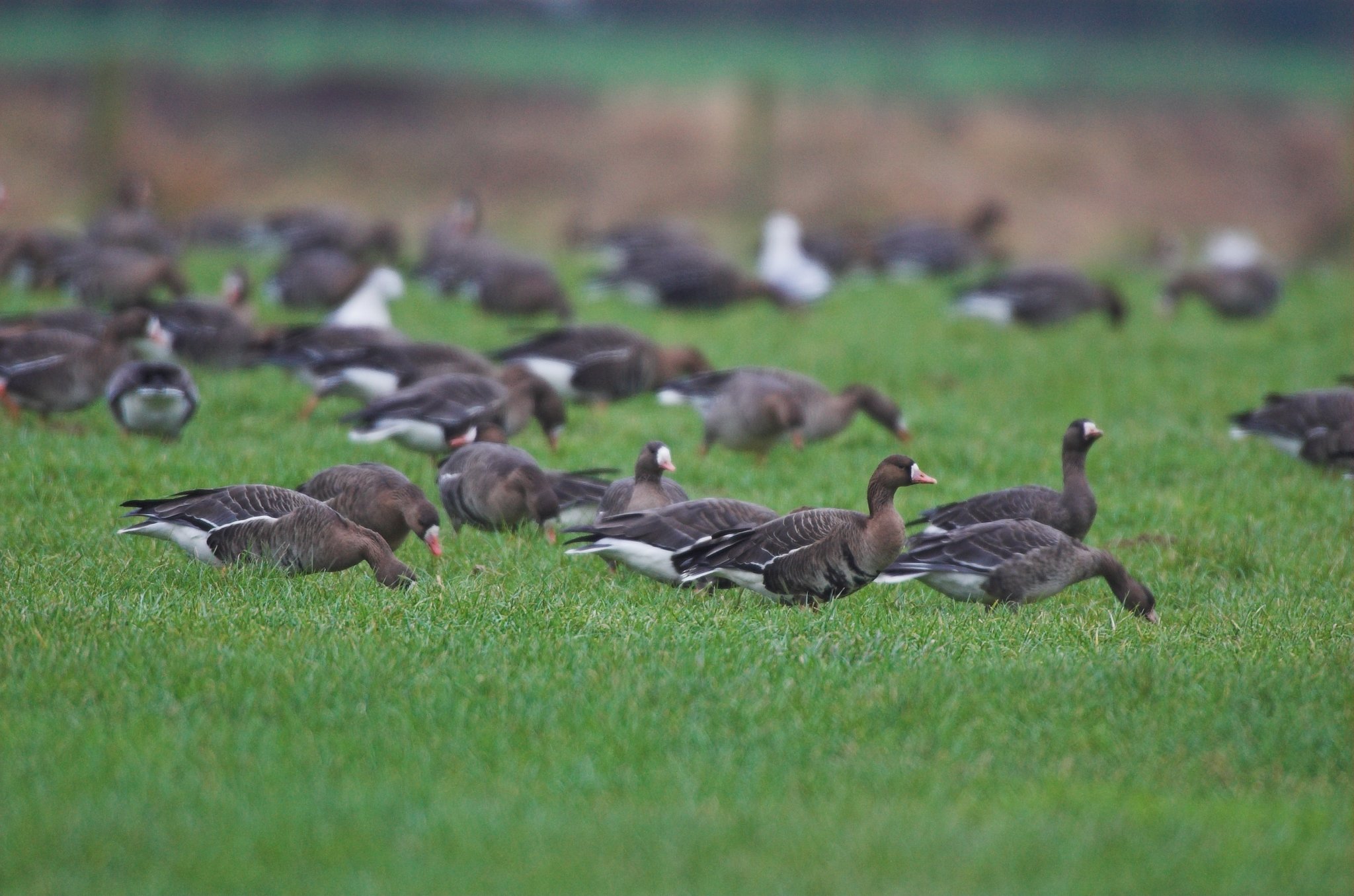 Die Wildgänse sind wieder unterwegs - Witten