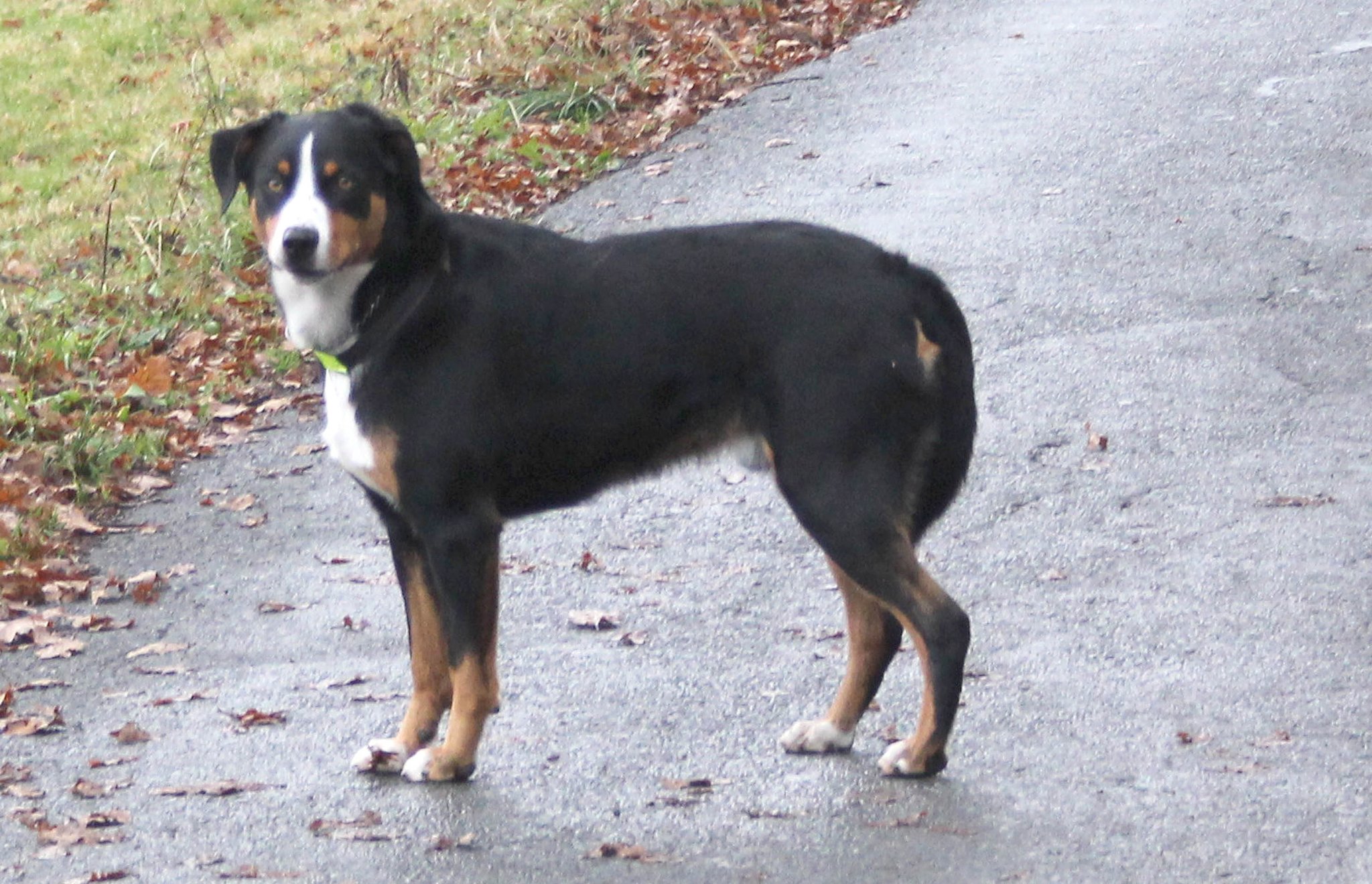Update: Streuner trifft STADTSPIEGEL Fotograf / Hund wieder zu Hause ...