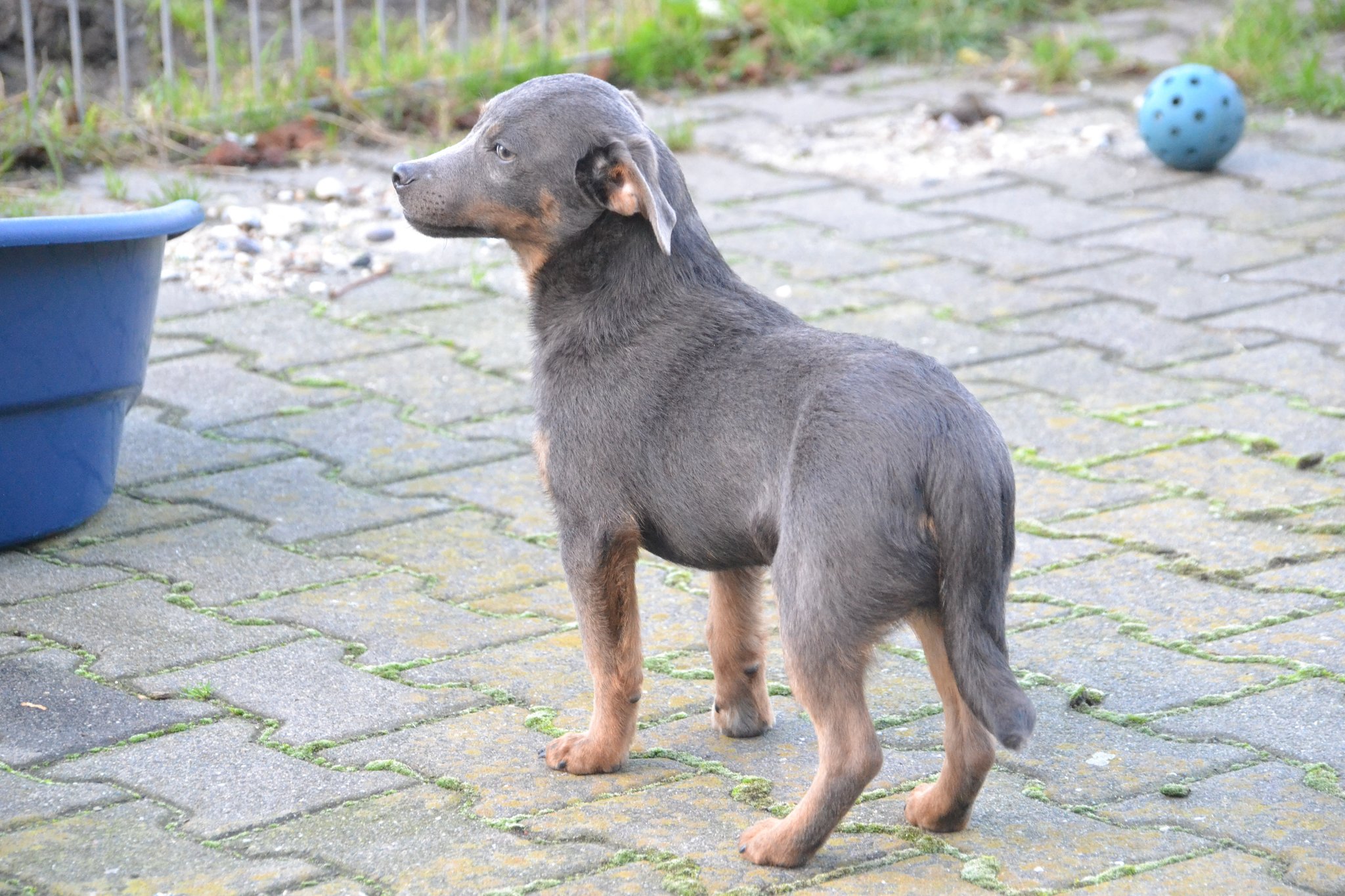 Ein kleiner Racker namens Anton - Castrop-Rauxel