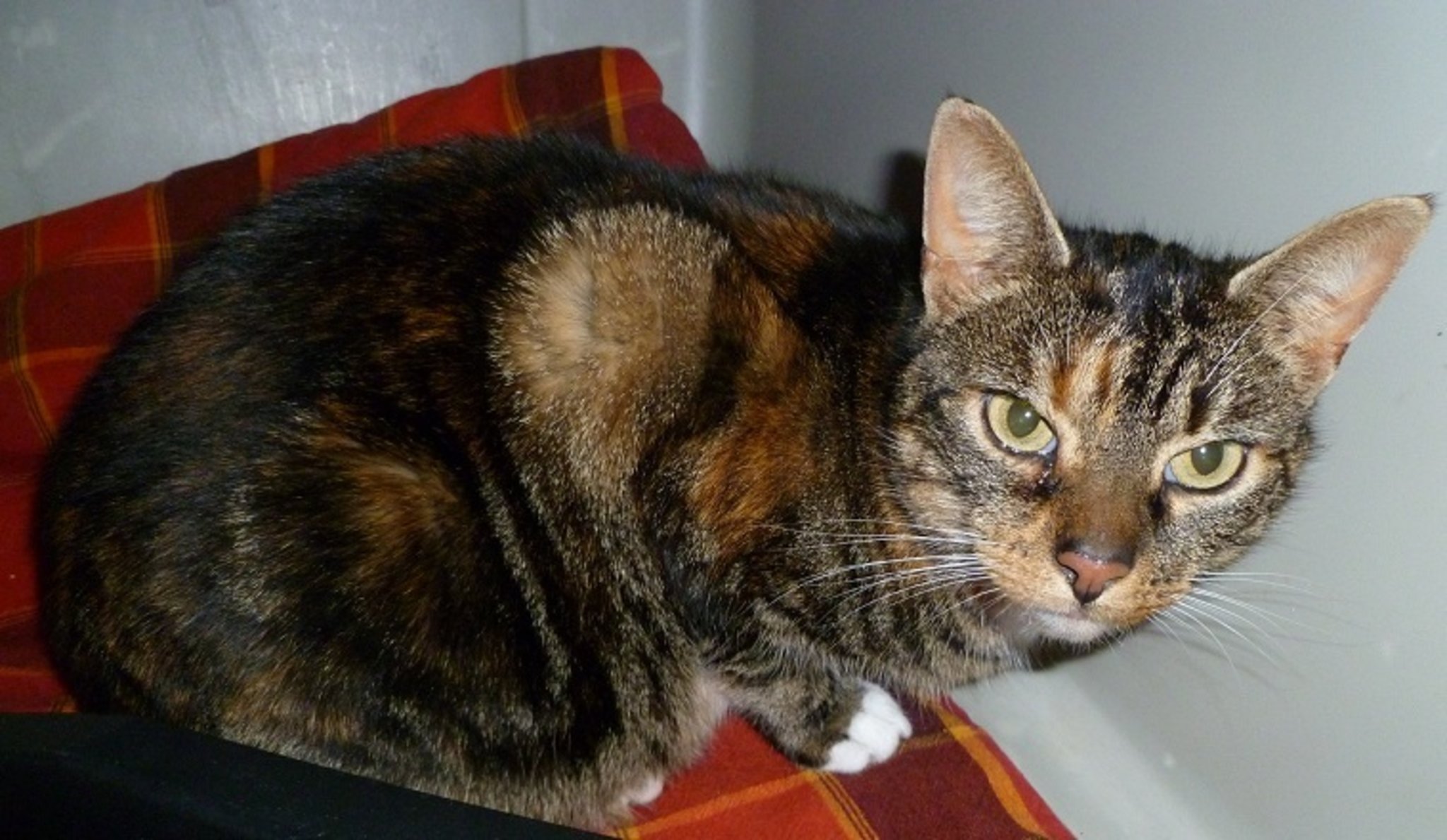 Hinter jeder Katze steht auch ein Mensch.. - Wesel