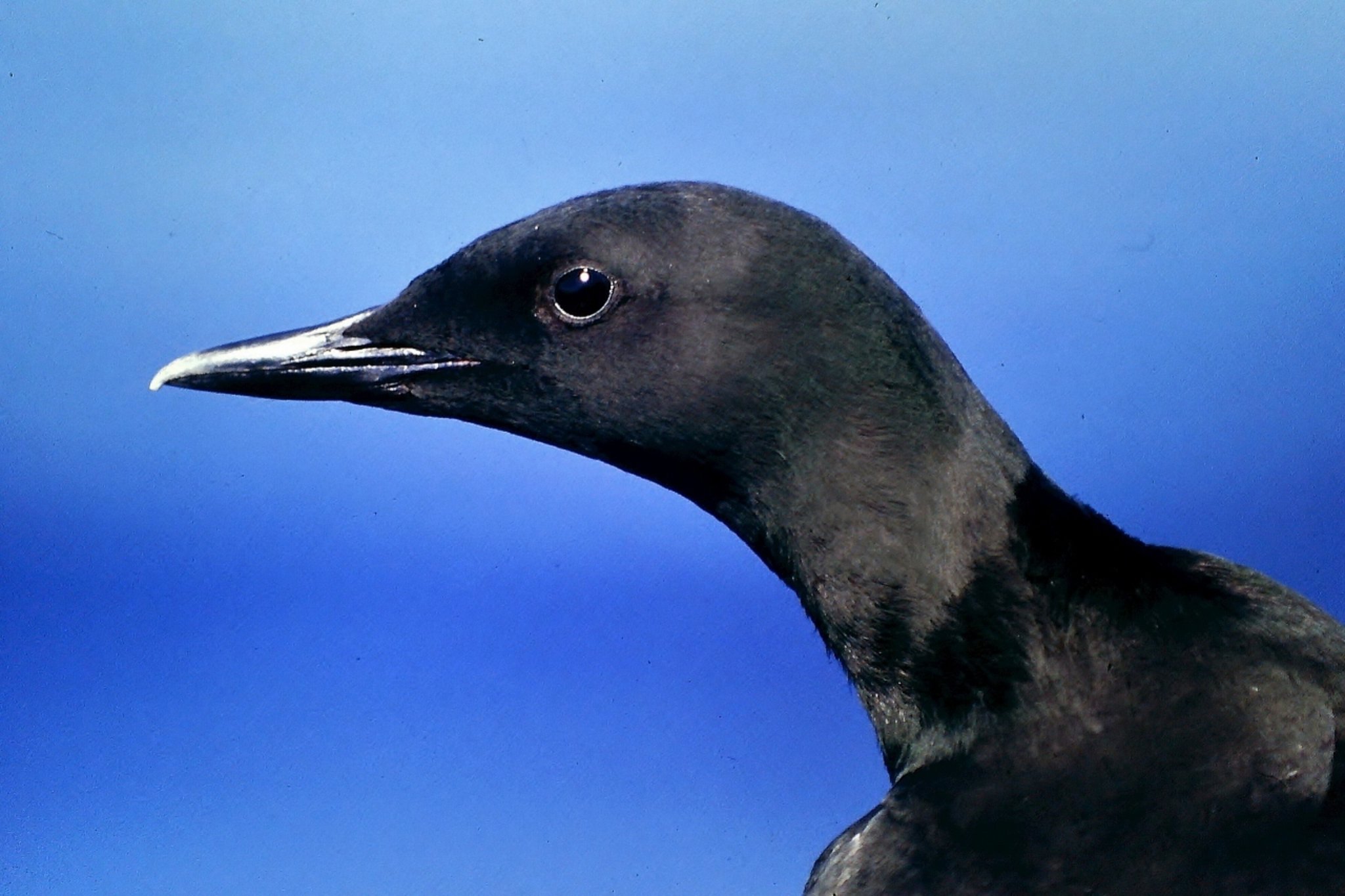 Portrait der Gryllteiste (Cepphus grylle) - Selm