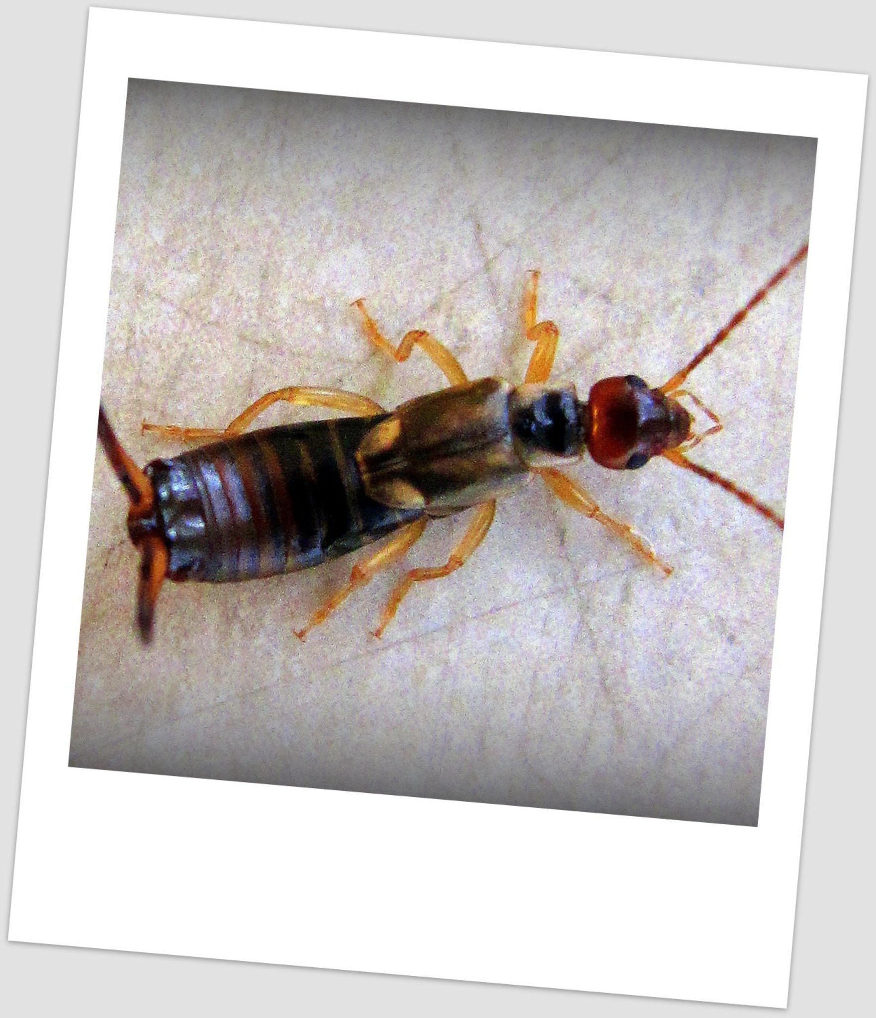 Kleines, blödes Gedicht vom Ohrenkneifer...... - Oberhausen