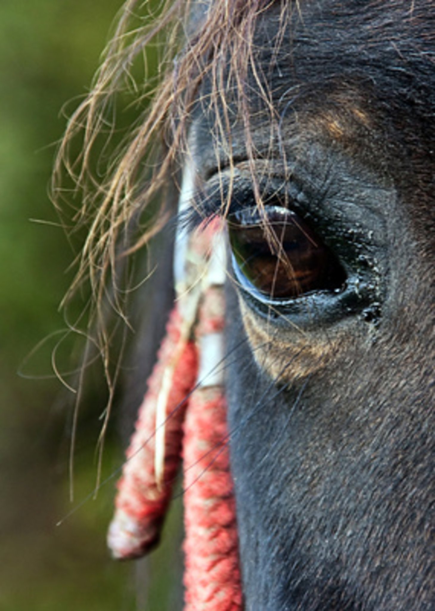 Wenn aus einem Mac Fury ein Mac Lassie oder Mac Garfield würde... - Goch