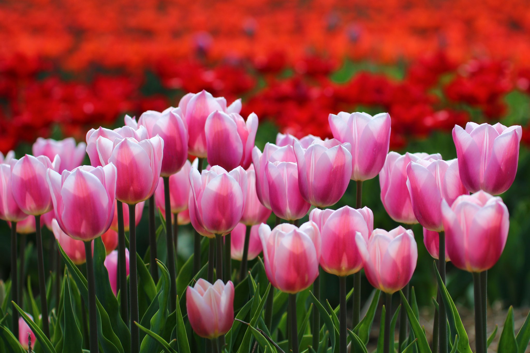 "Frühlingszauber auf dem Tulpenfeld" - Düsseldorf