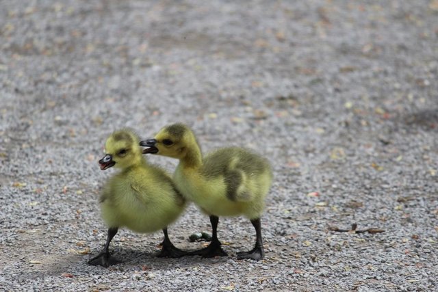 Wildgans-Nachwuchs schon so gewachsen - Menden (Sauerland)