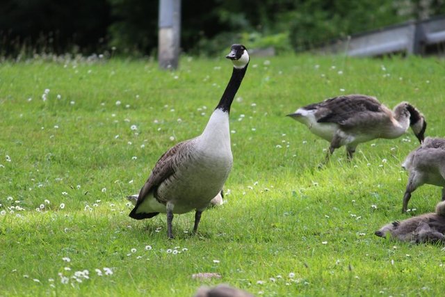 Wildgans-Nachwuchs schon so gewachsen - Menden (Sauerland)