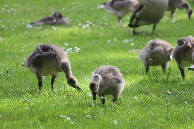 Wildgans-Nachwuchs schon so gewachsen - Menden (Sauerland)