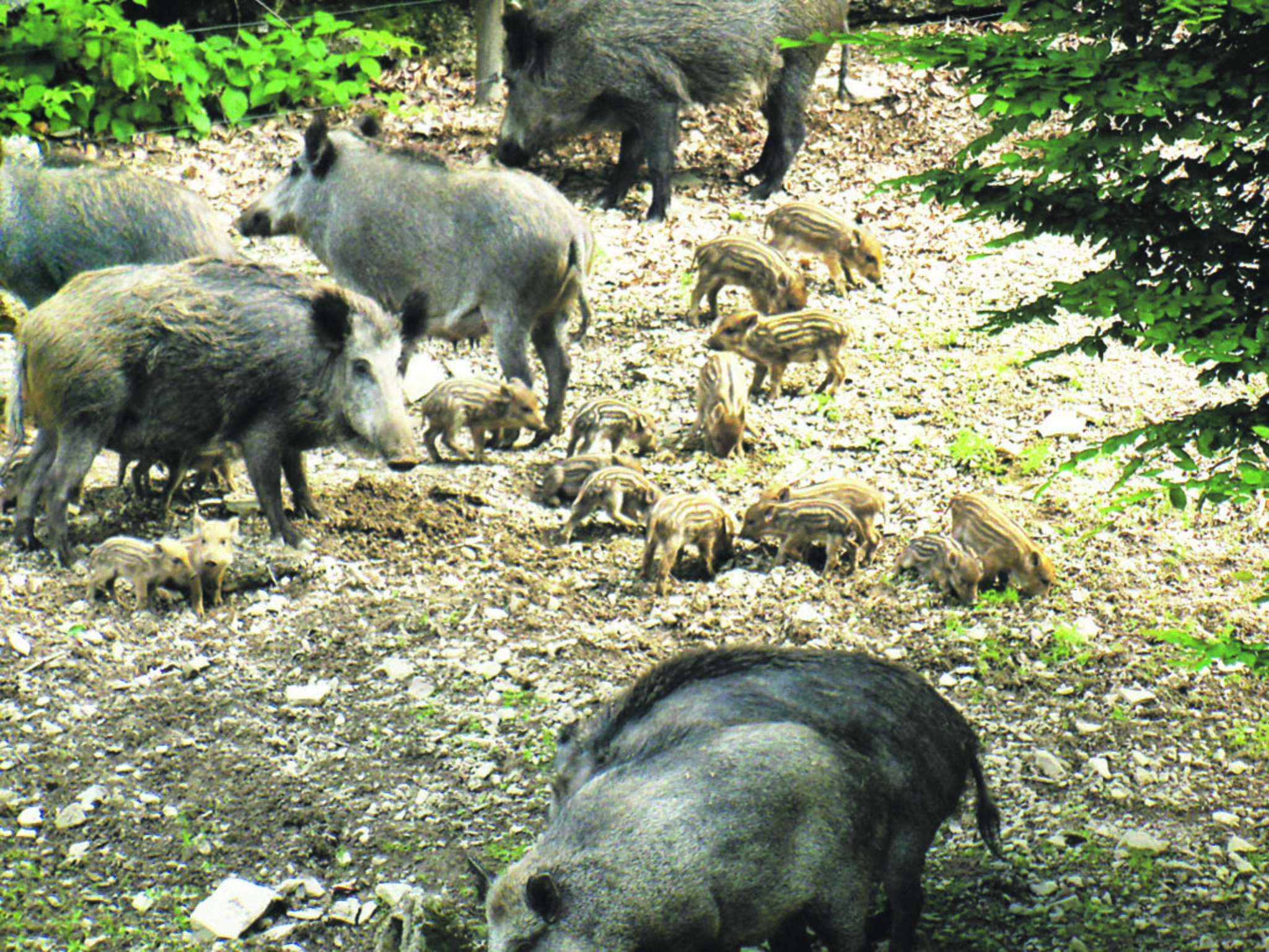 Sind die süß: Wildschwein-Babies in Gevelsberg - Schwelm