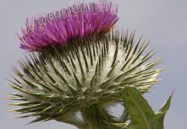 Die Distel als Nationalsymbol Schottlands - Essen-Ruhr