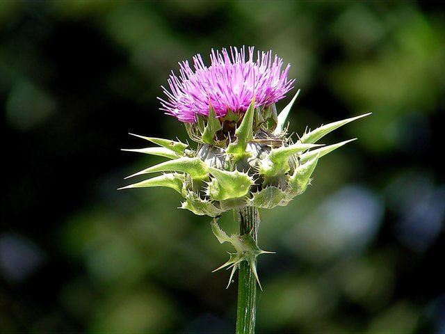 Die Distel als Nationalsymbol Schottlands - Essen-Ruhr