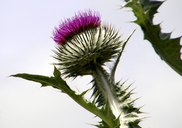 Die Distel als Nationalsymbol Schottlands - Essen-Ruhr