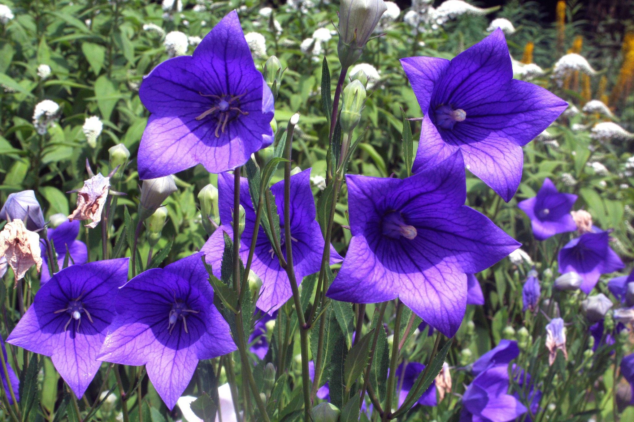 Wer Blumen mag, der ist hier richtig - Neukirchen-Vluyn