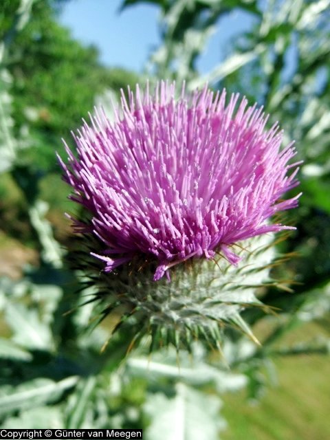 Die Schottische Distel - Eselsdistel - Bedburg-Hau