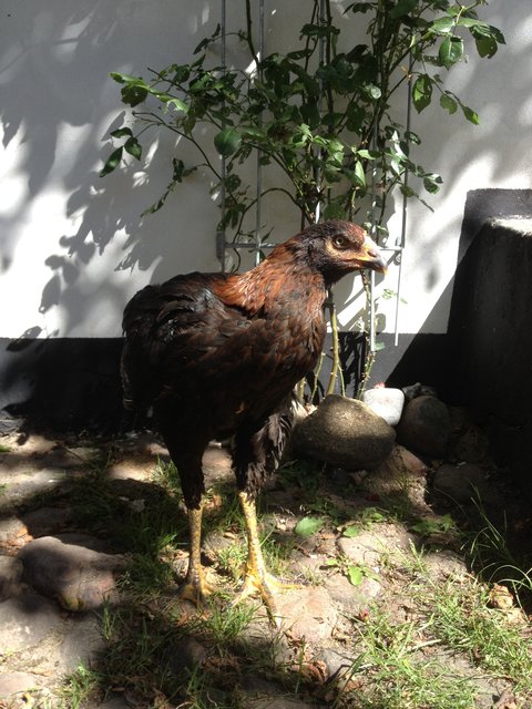 Anhängliches türkisches Kampfhuhn (Hint Horoz) - Lünen