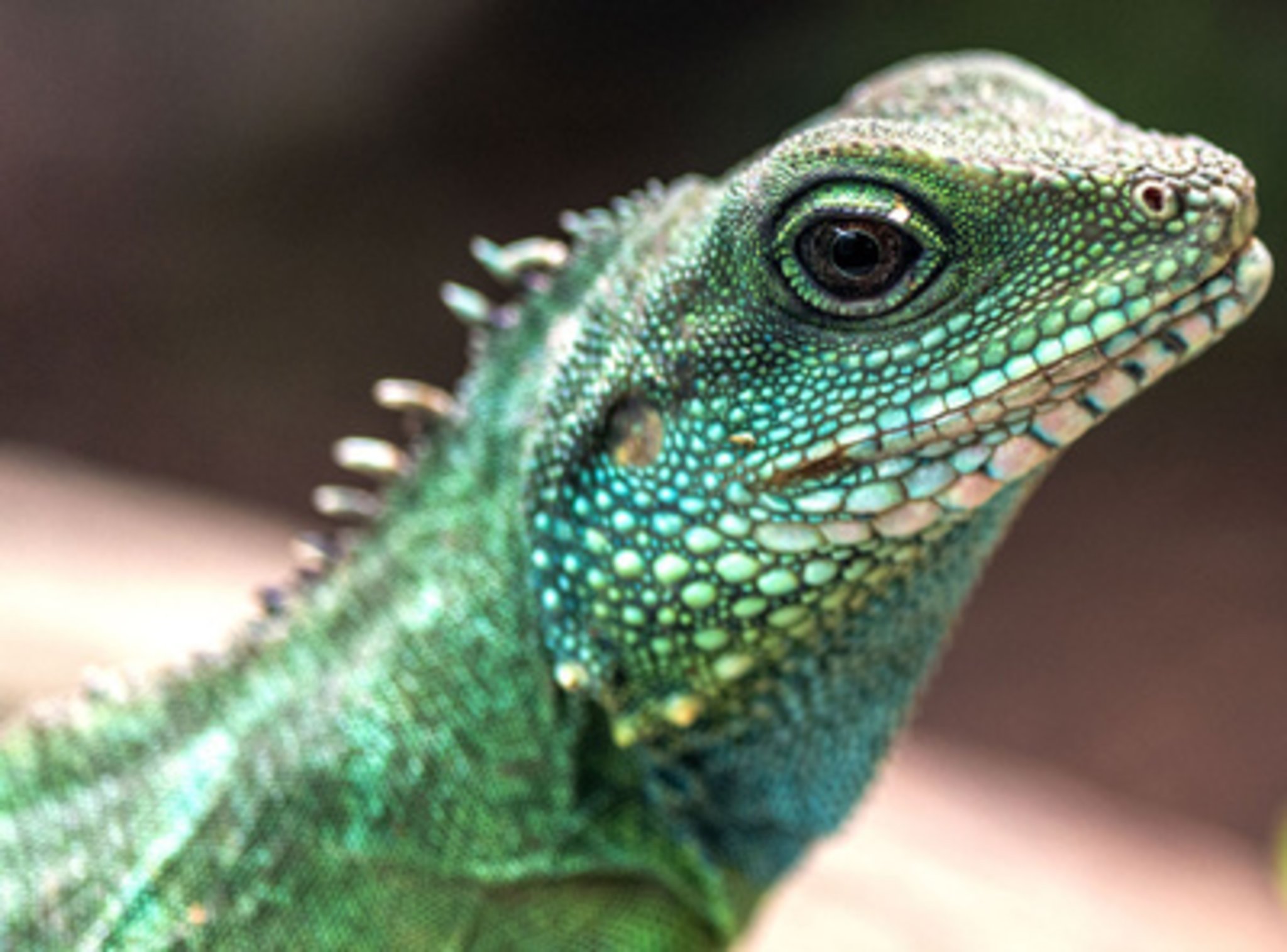 Exoten im Treppenhaus - Ense