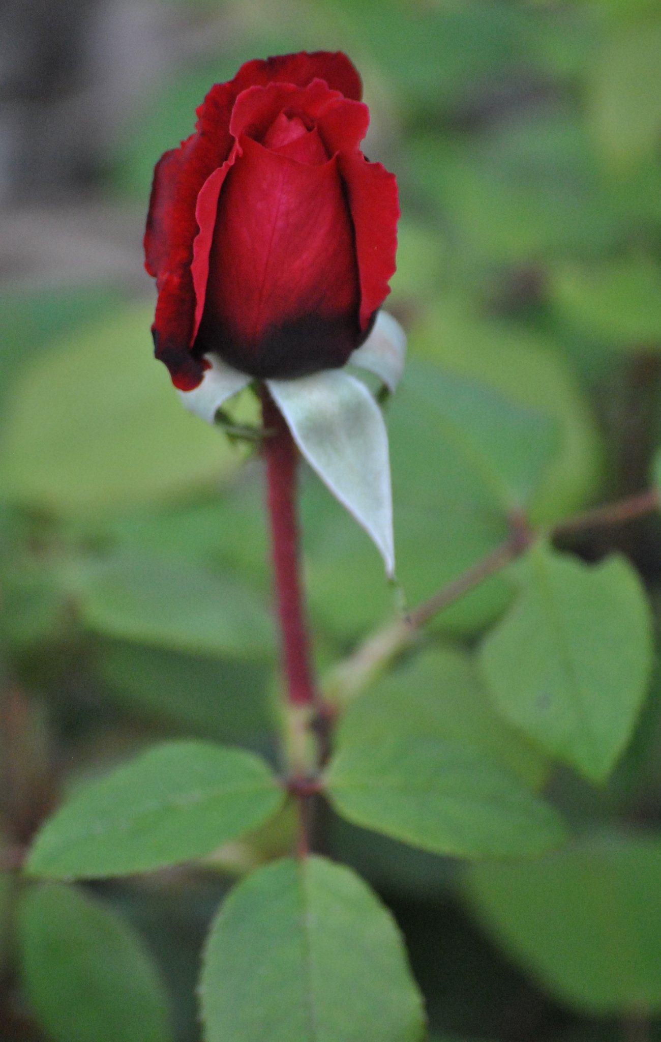 Lokales aus Korschenbroich-Glehn... wunderschöne Blumen aus dem Garten ...