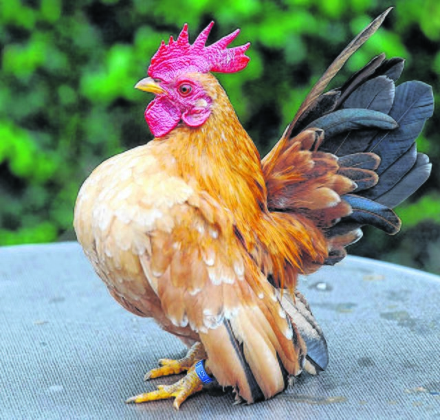 Das kleinste Huhn der Welt - Essen-Borbeck