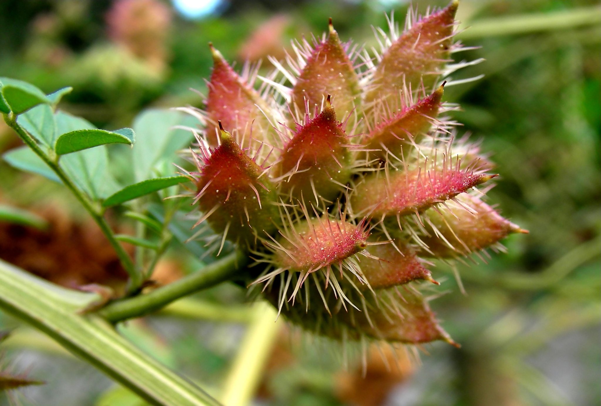 Es kommt die Zeit zum " Süßholz raspeln " - Essen-Ruhr