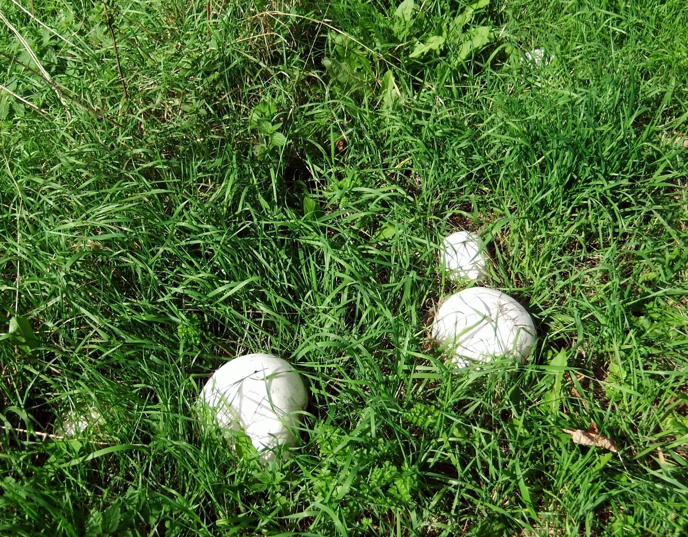 Ein Bovist, ein Bovist, ein Riesenbovist – Bovistenschnitzel - eine ...