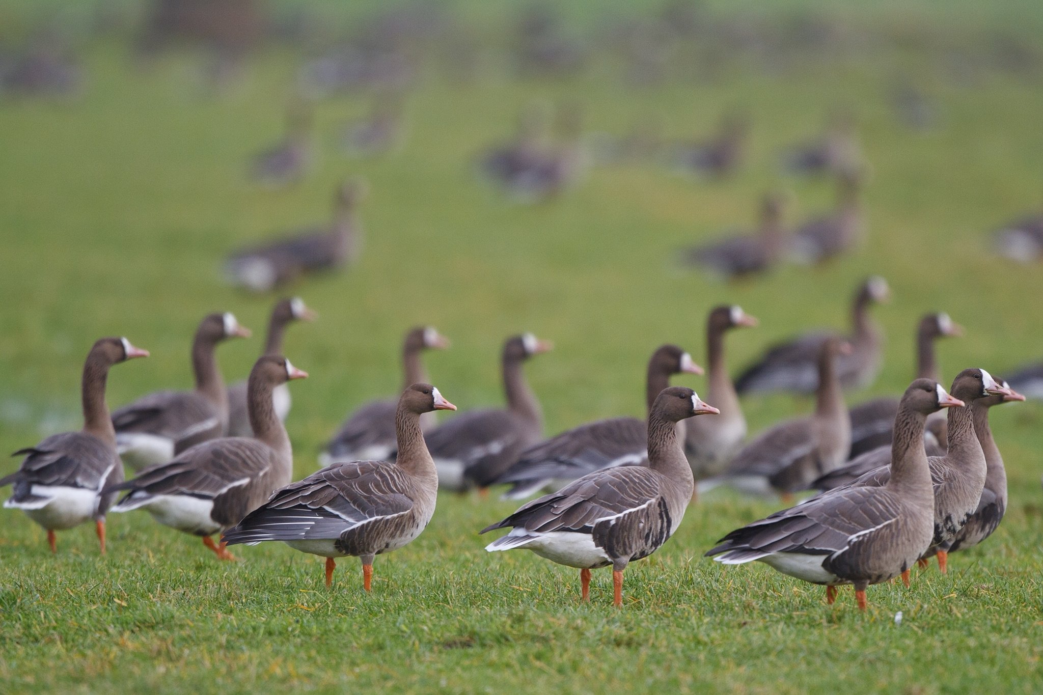 Wildgänse – die ersten sind wieder da ! - Wesel